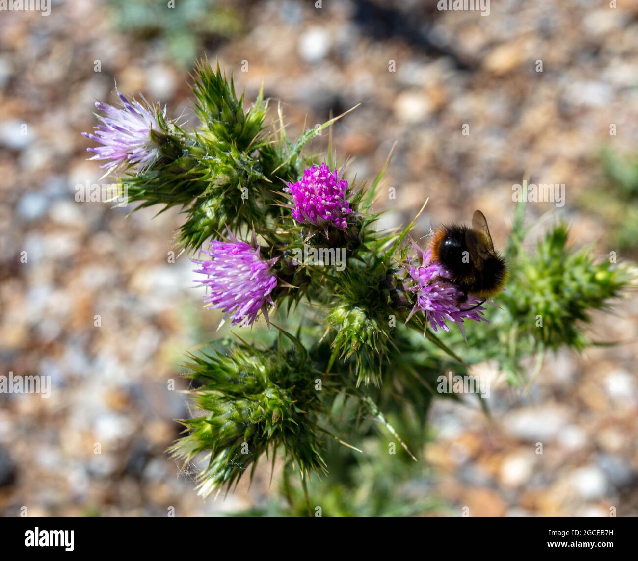 A purple Thistle on the coast Stock Photo - Alamy