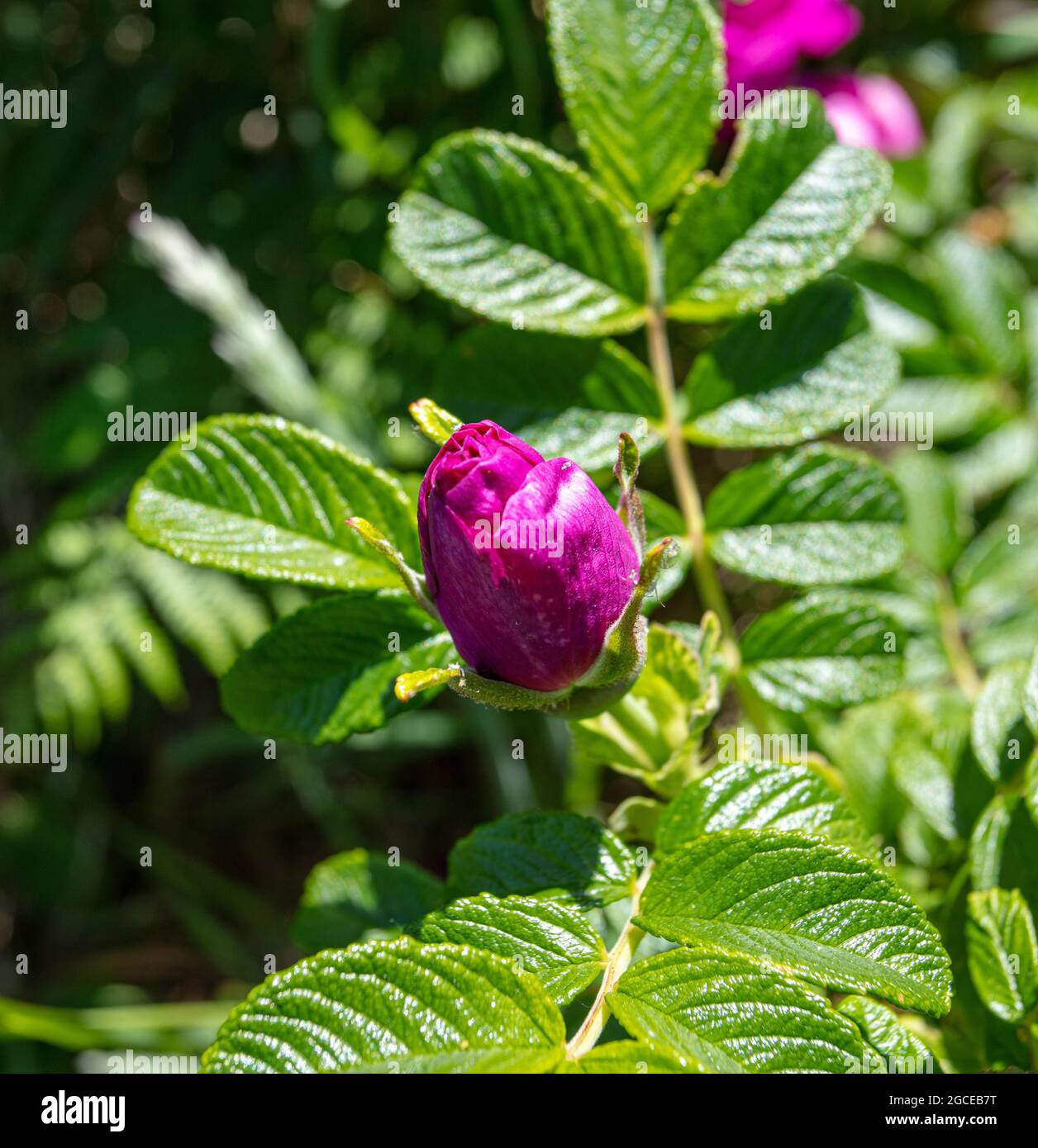 Coastal wild roses hi-res stock photography and images - Alamy