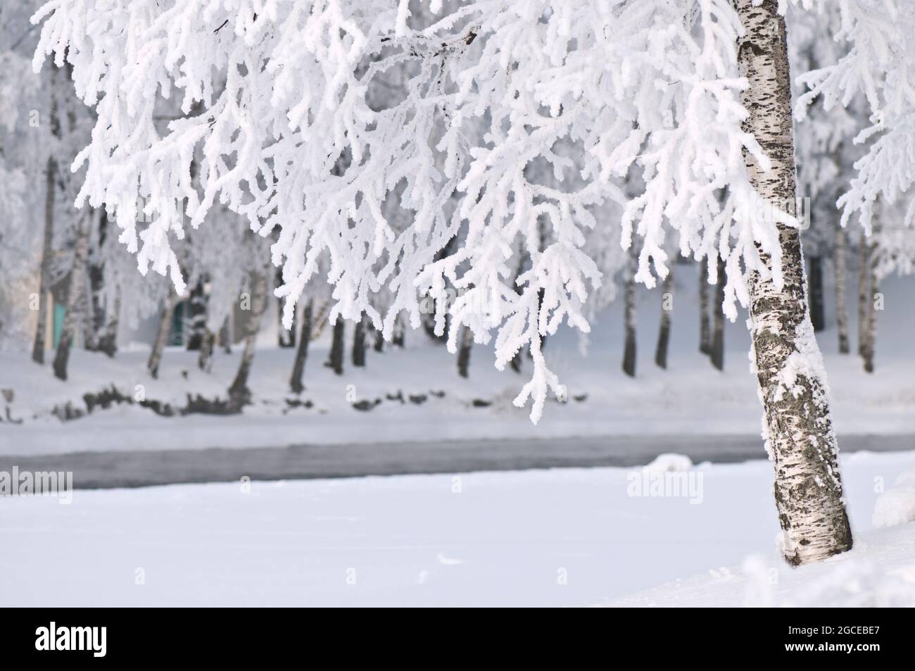 Frosted birch trees on a frozen riverbank Stock Photo - Alamy