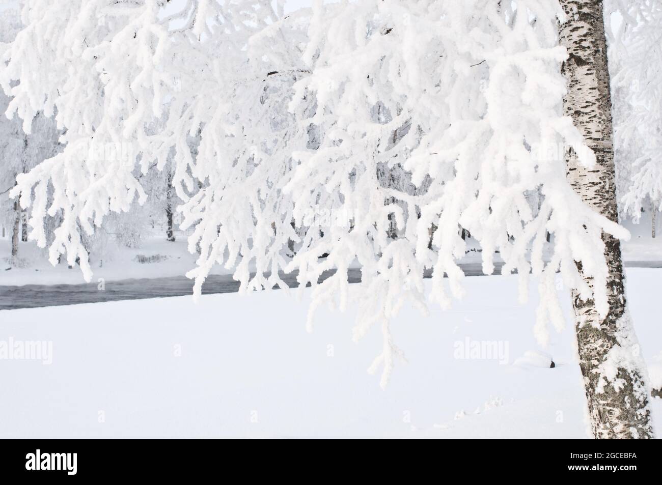 Snow and frost covered birch tree on riverbank Stock Photo - Alamy