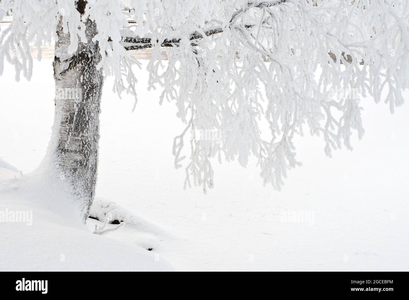 Frost covered birch tree hi-res stock photography and images - Alamy