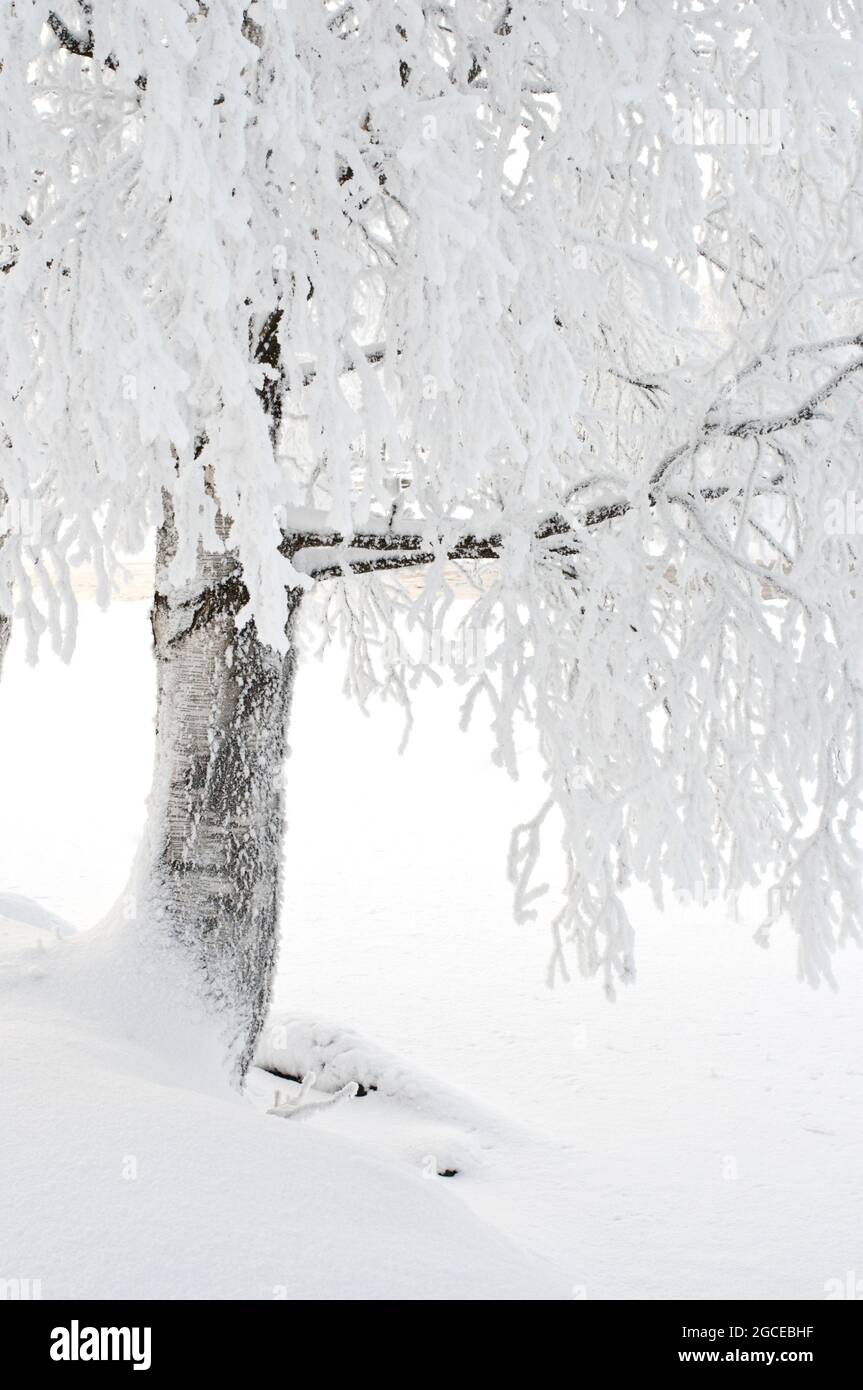 Frost covered birch tree hi-res stock photography and images - Alamy
