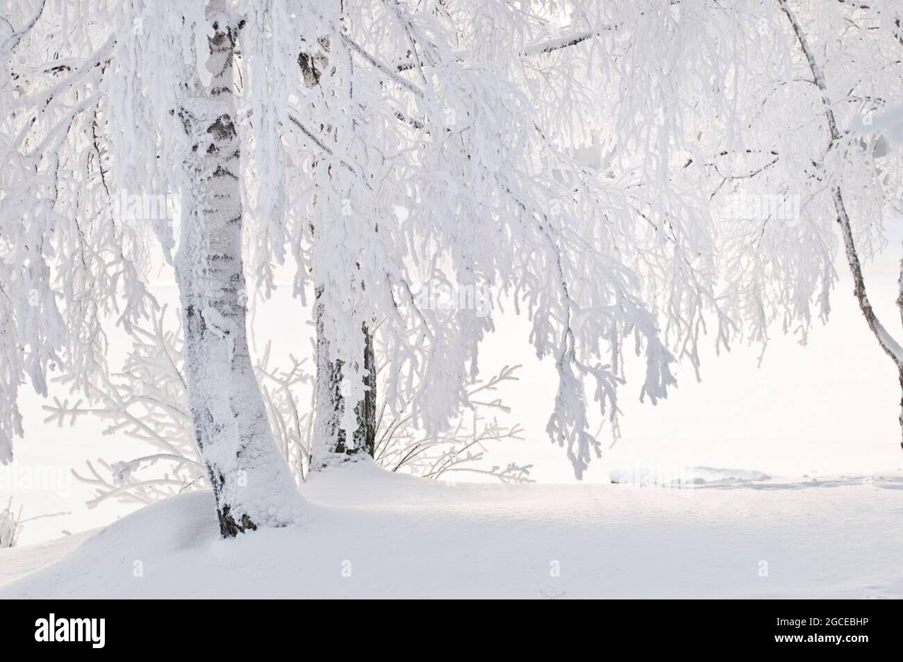Snow and frost covered birch trees on riverbank Stock Photo - Alamy