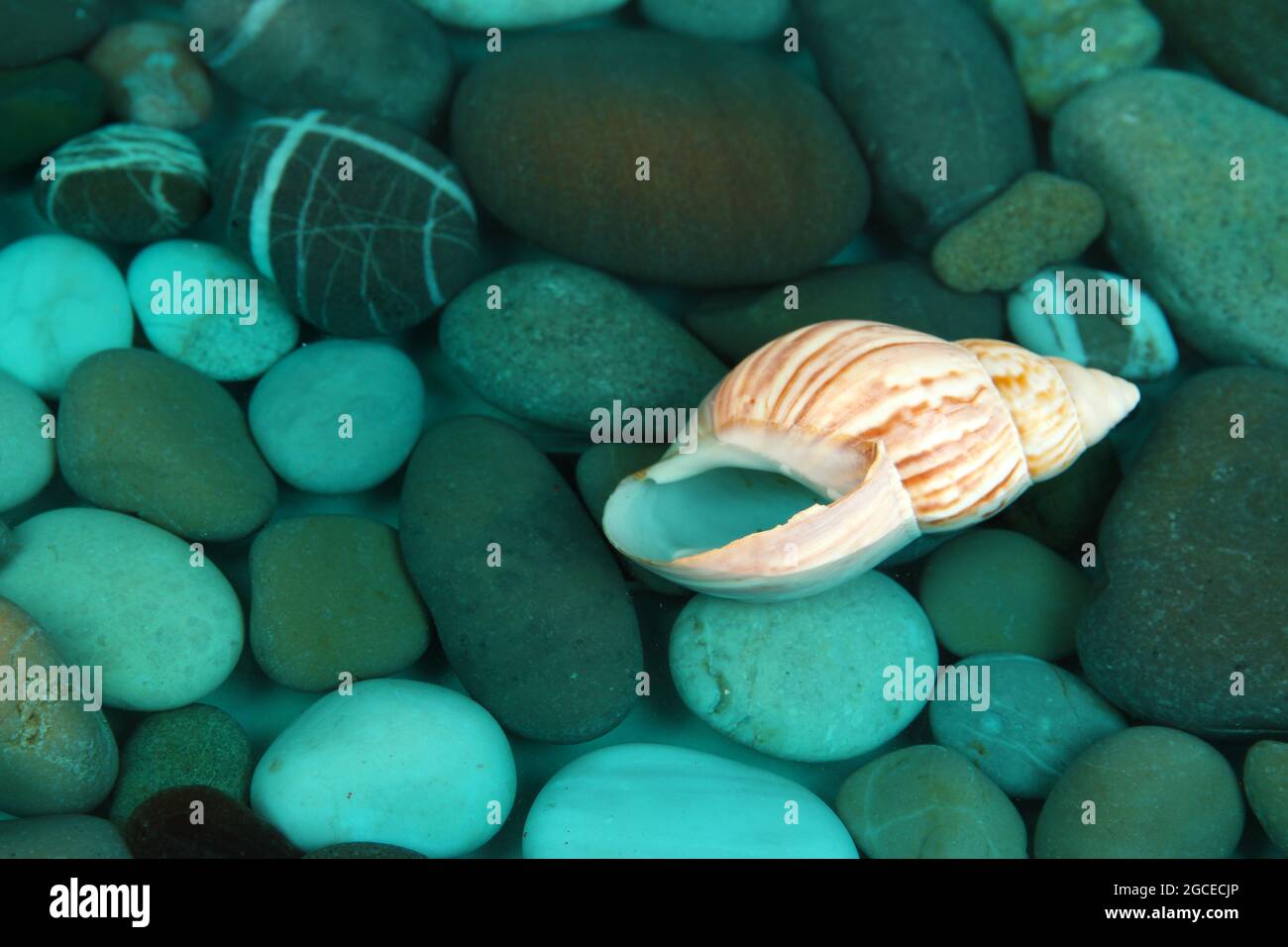 Underwater shells ocean floor hi-res stock photography and images - Alamy
