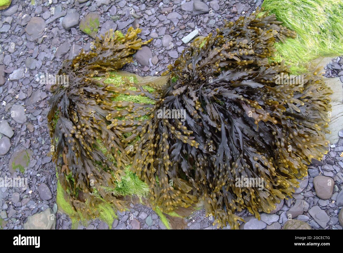 bladder wrack, black tang, rockweed, bladder fucus, sea oak, cut weed ...