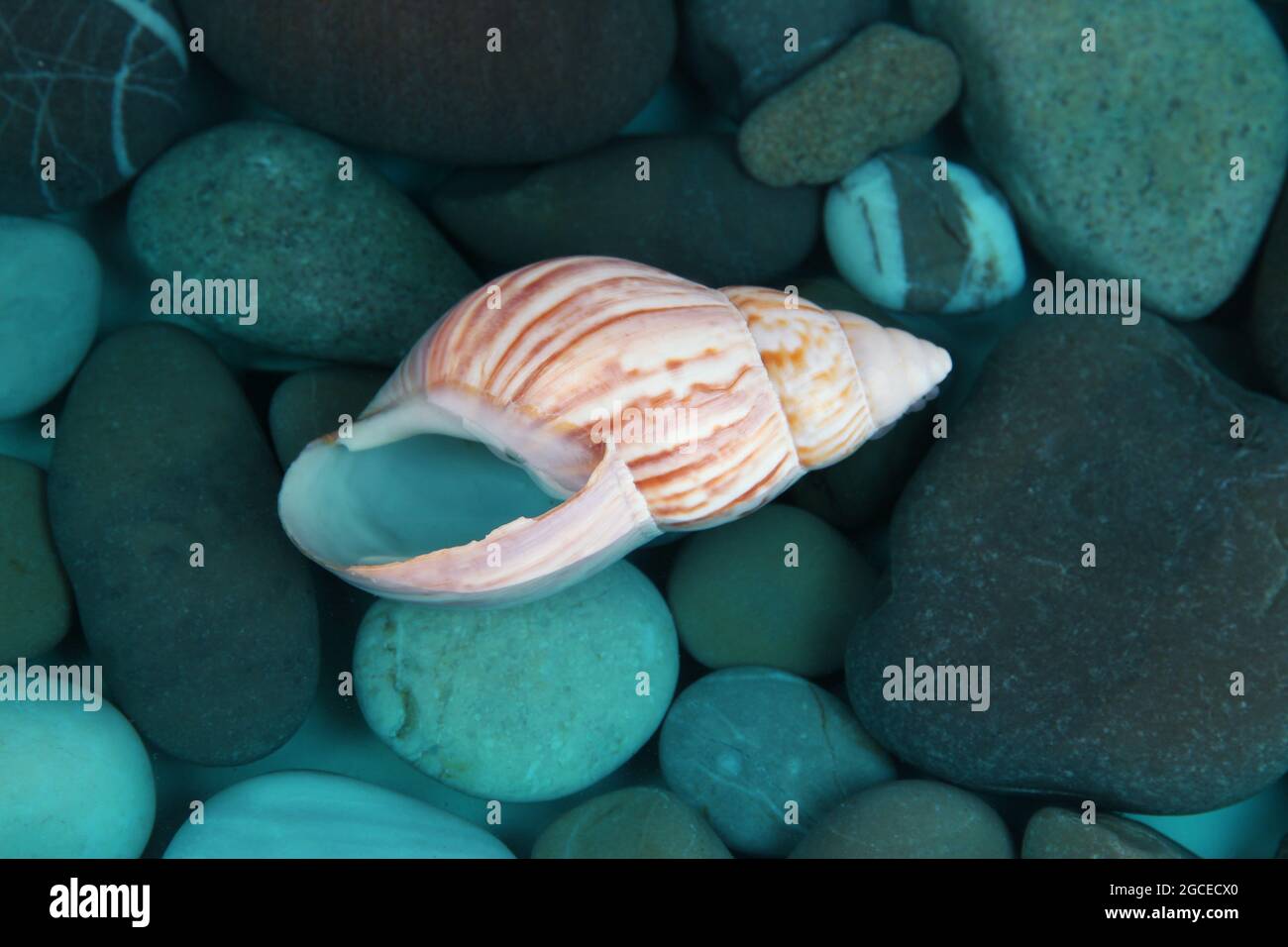 Sea bottom with shells and stones Stock Photo - Alamy