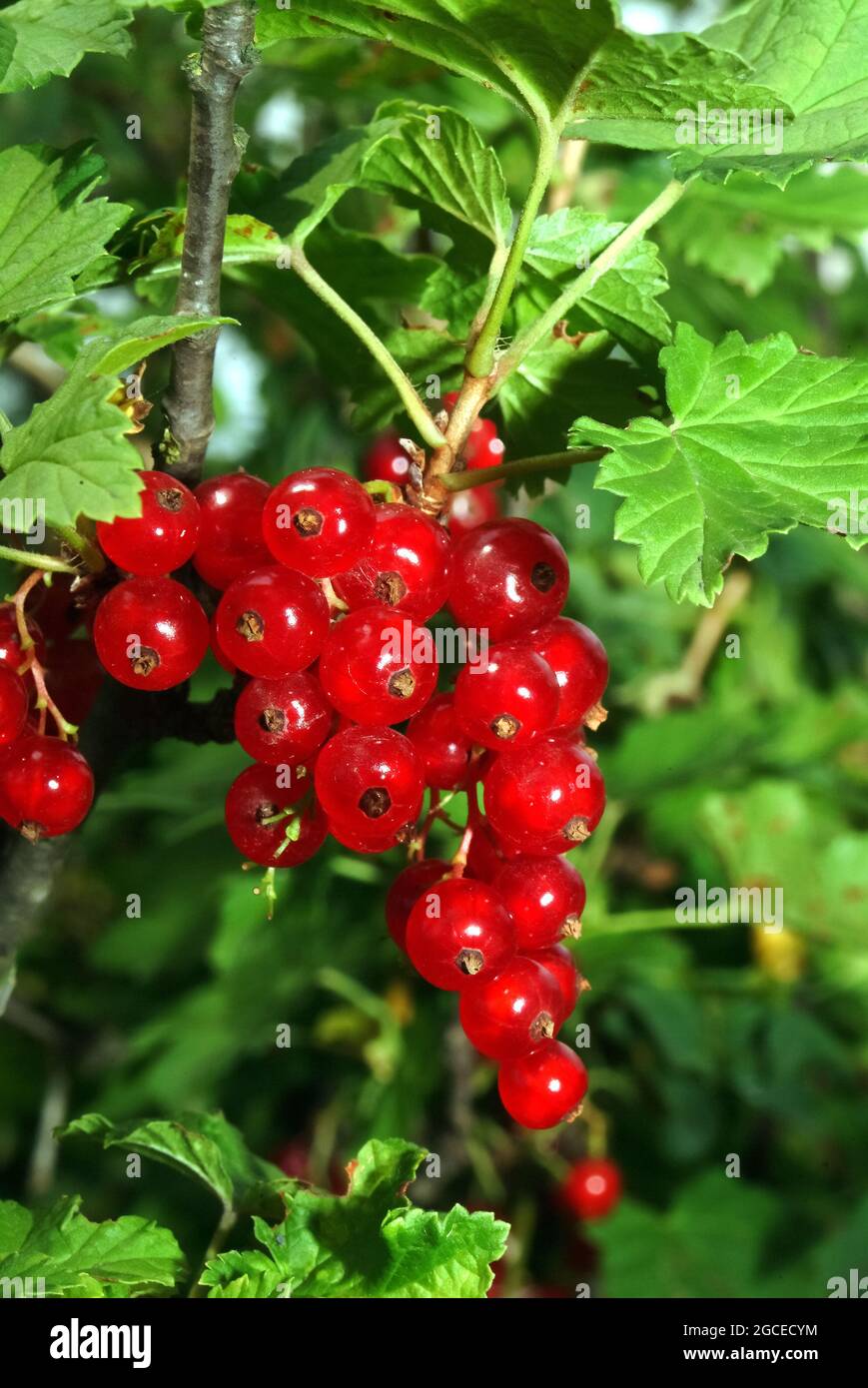 Voros ribiszke hi-res stock photography and images - Alamy