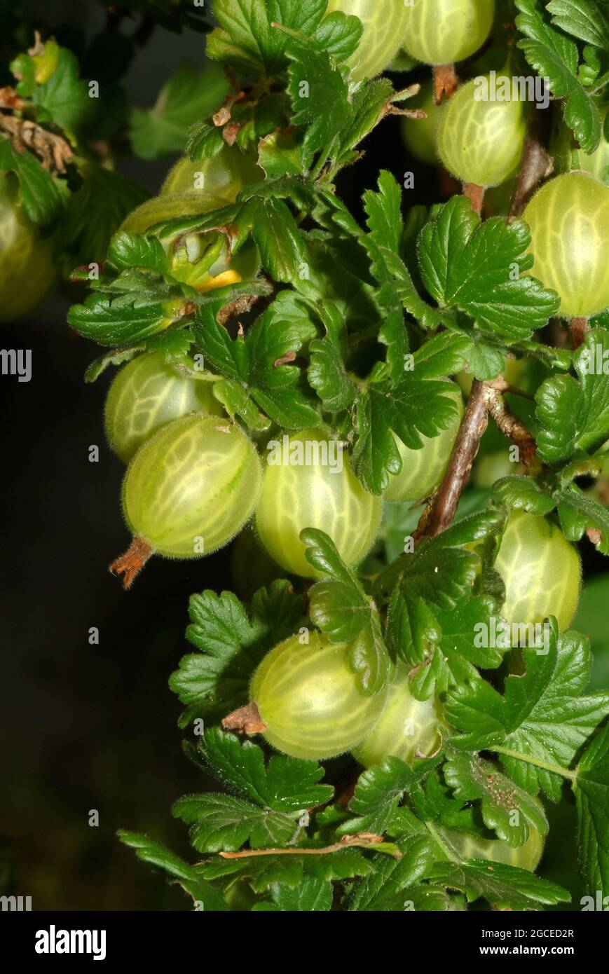 Grossulariaceae gooseberry plants hi-res stock photography and images ...