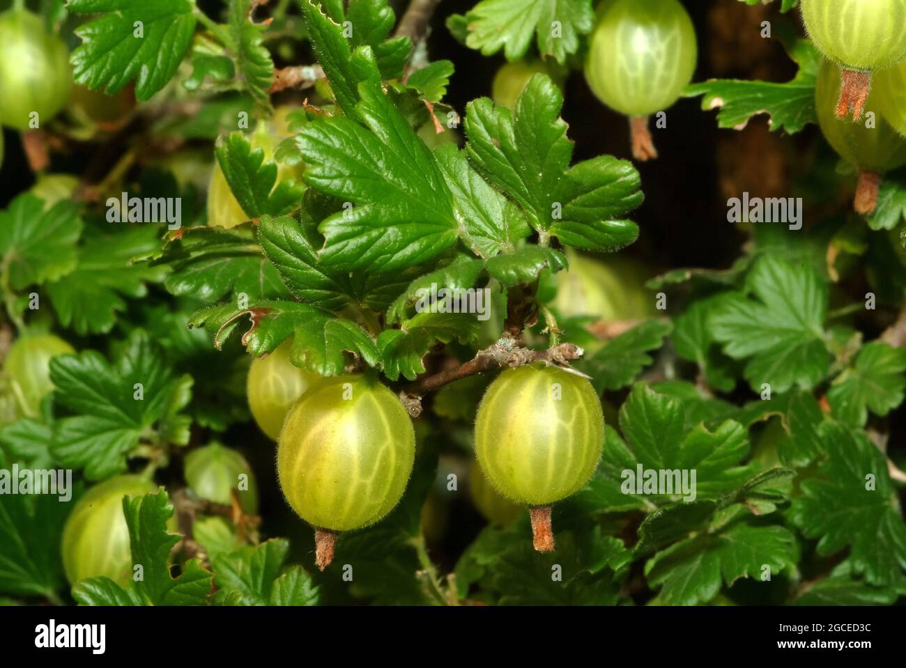 Grossulariaceae gooseberry plants hi-res stock photography and images ...