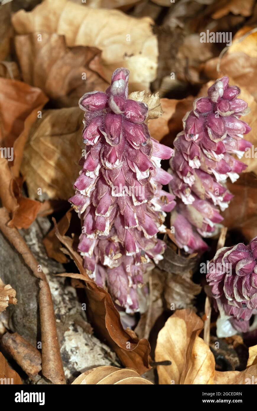 common toothwort, Gewöhnliche Schuppenwurz, Lathraea squamaria, kónya ...