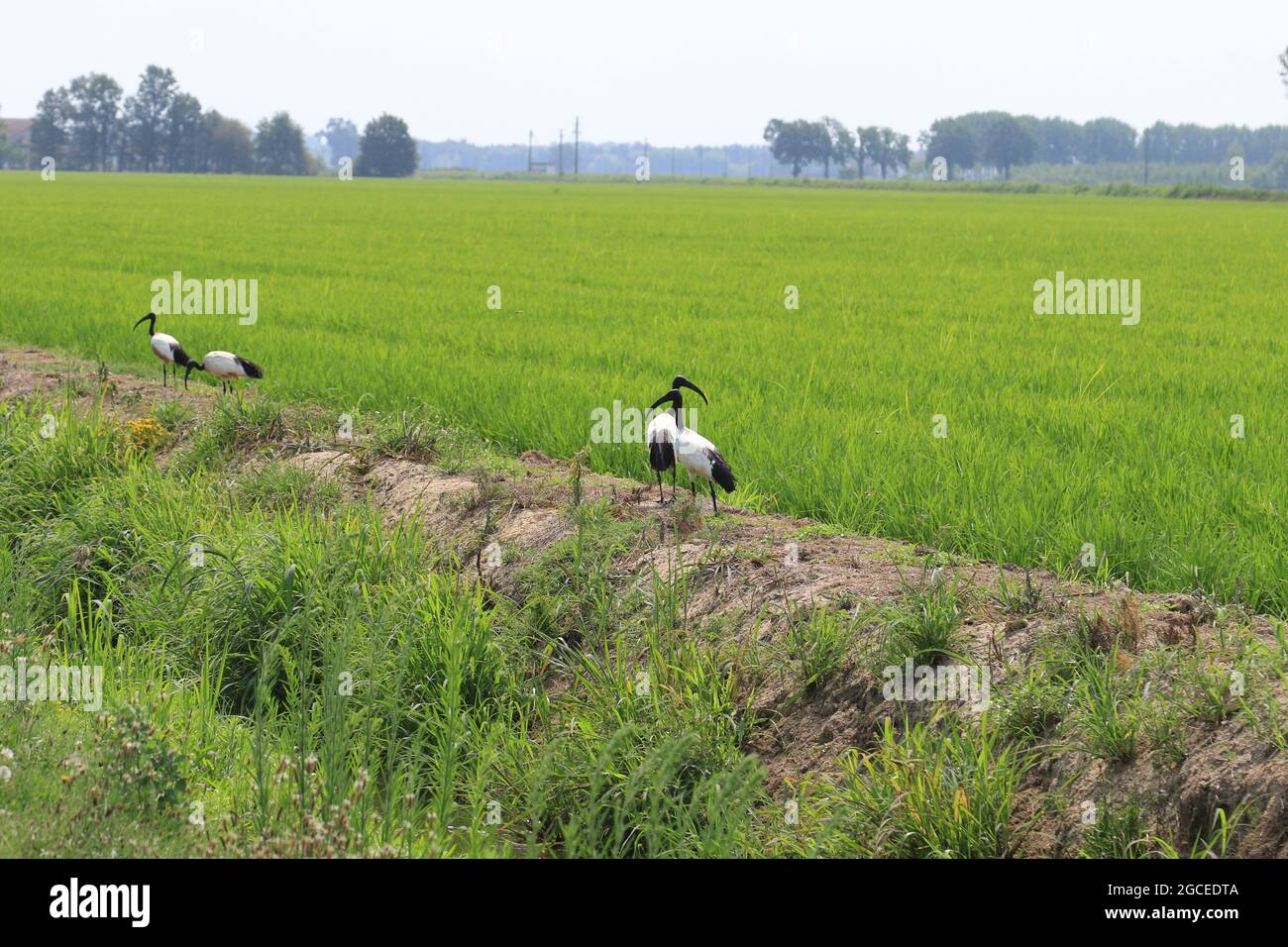A group of Ibis birds in the green field Stock Photo - Alamy