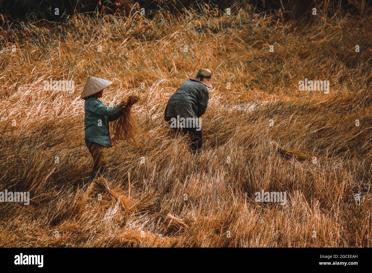 Women hand plant rice hi-res stock photography and images - Alamy