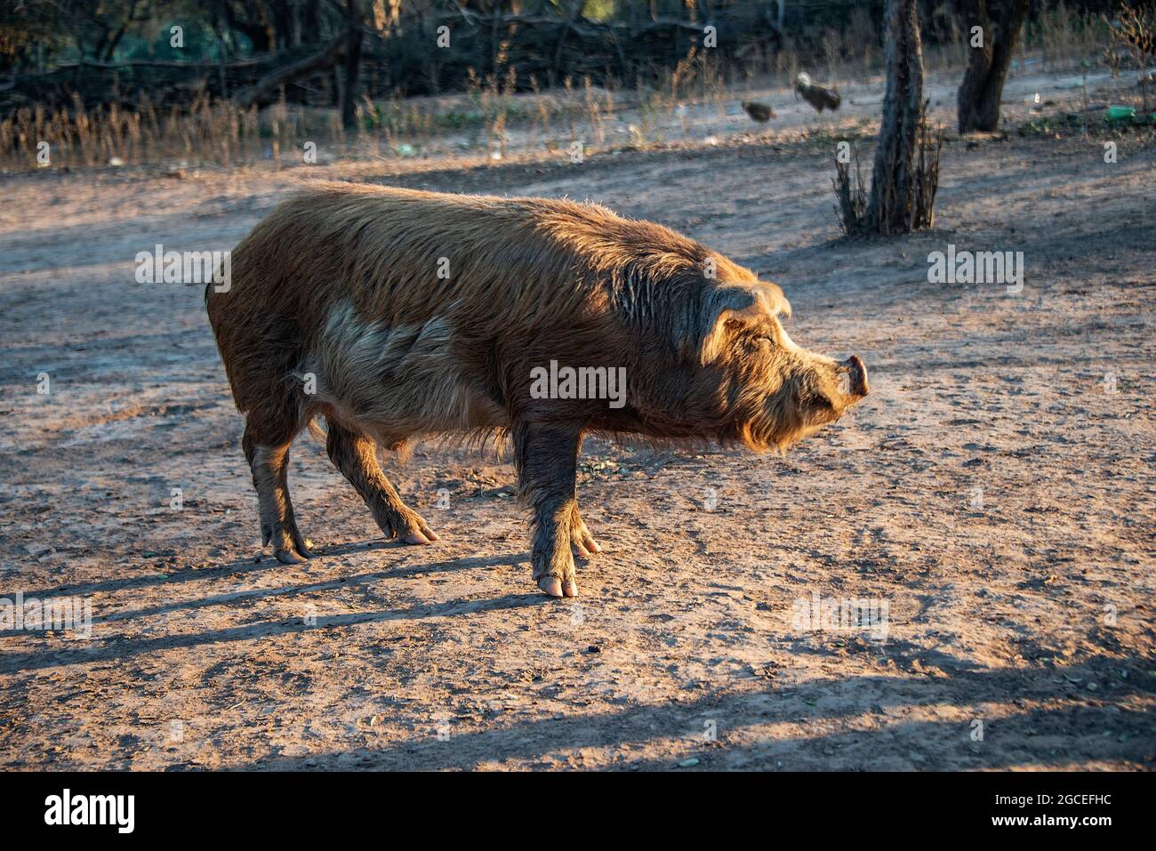 Pig on the ground in El Impenetrable, Chaco province, Argentina Stock ...