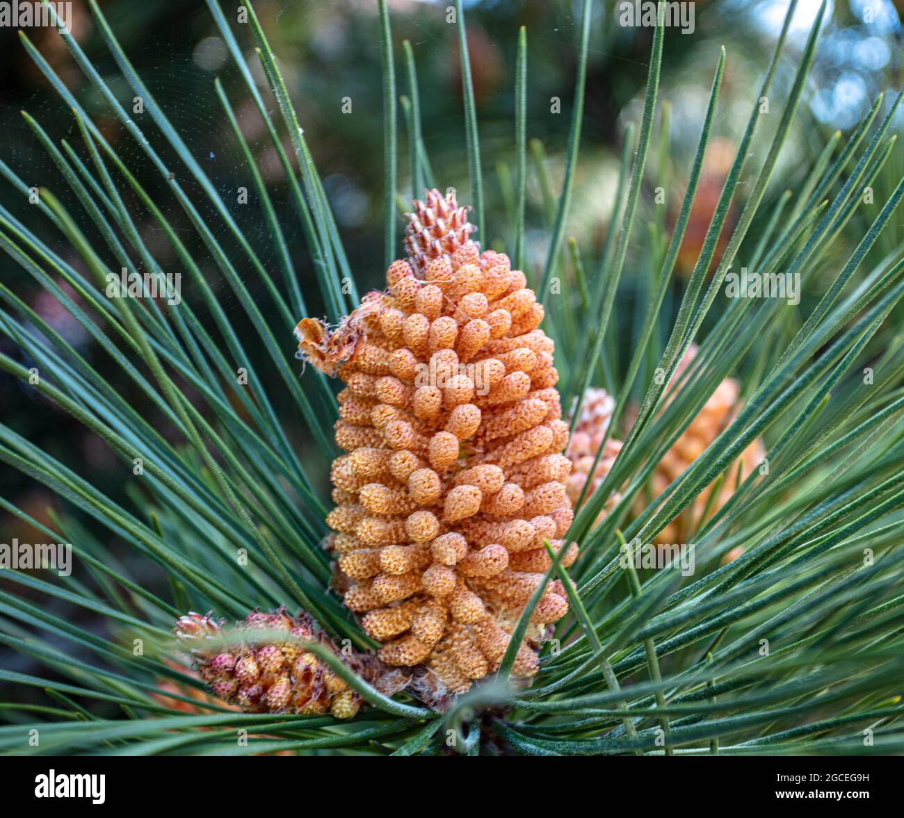 Pine tree Flowers in Suffolk Stock Photo - Alamy