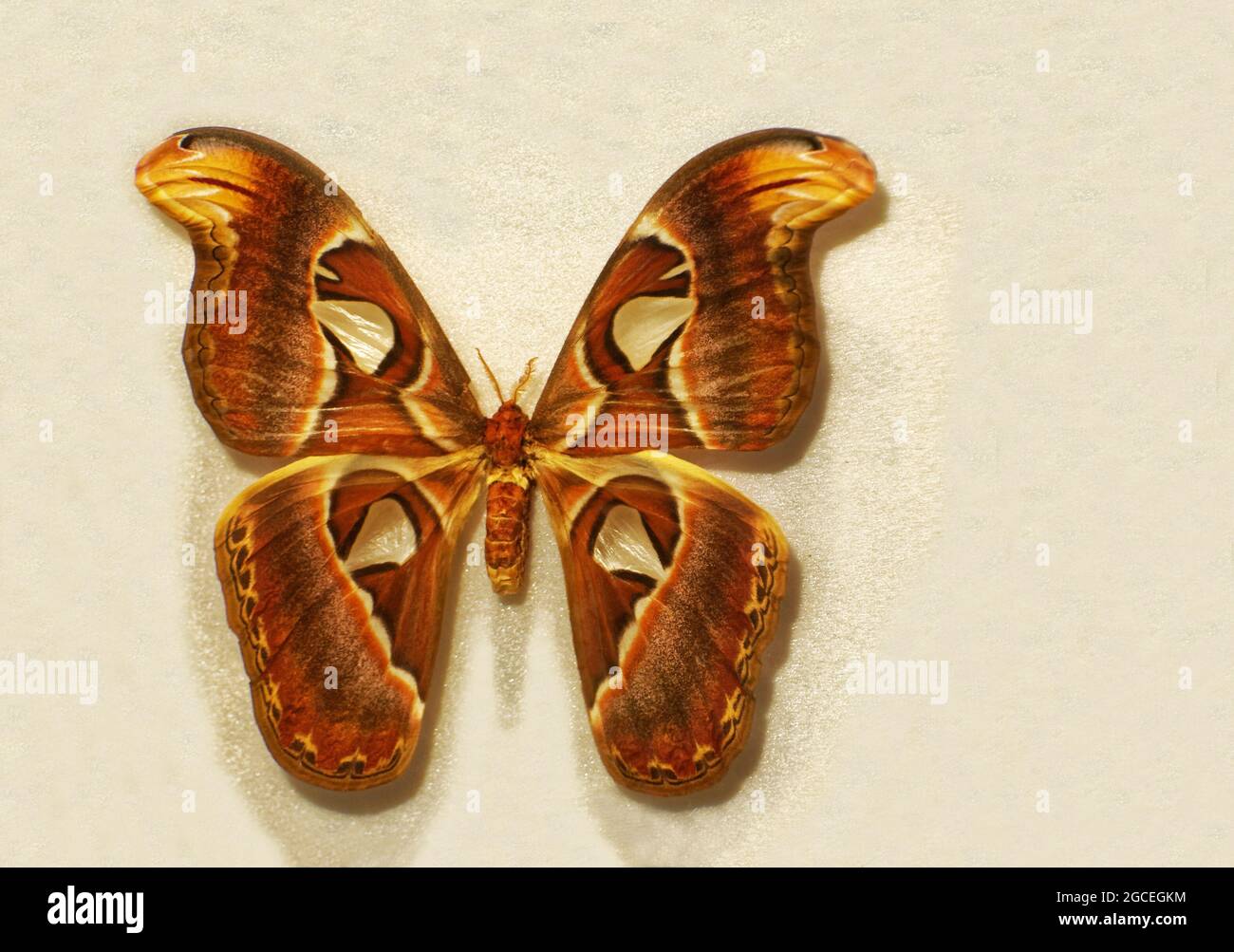 Attacus dohertyi hi-res stock photography and images - Alamy