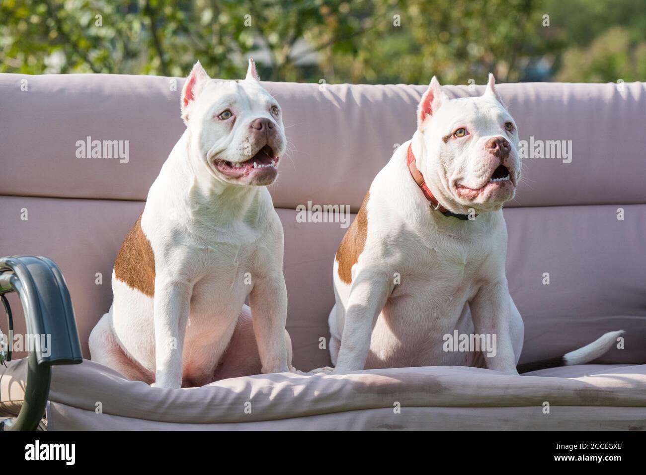 Two American Bully puppies dogs are sitting Stock Photo - Alamy