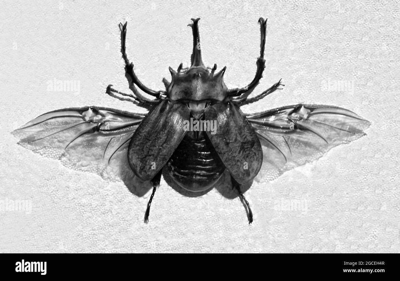 Elephant beetle insects hi-res stock photography and images - Alamy