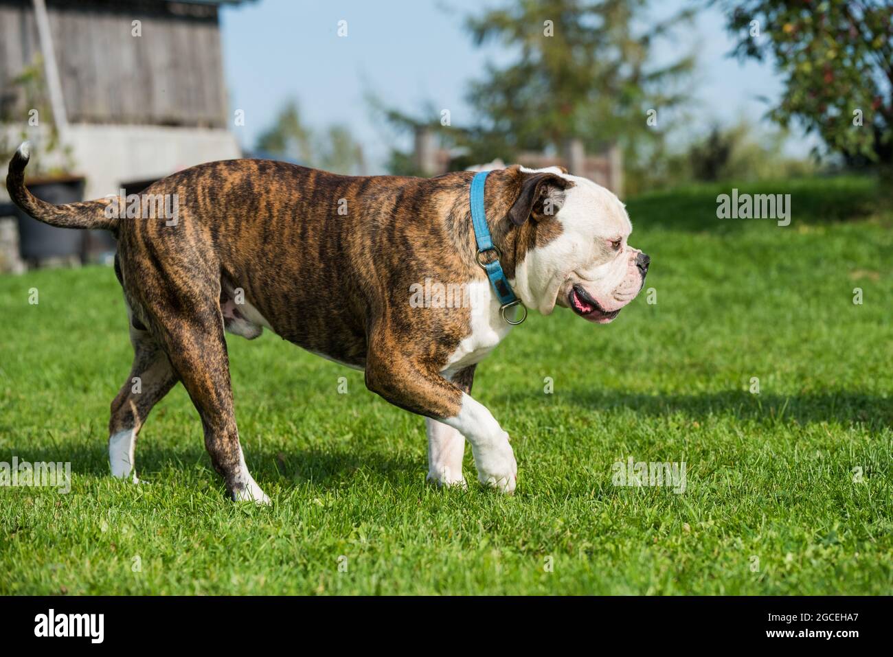 Are American Bulldogs Good House Dogs