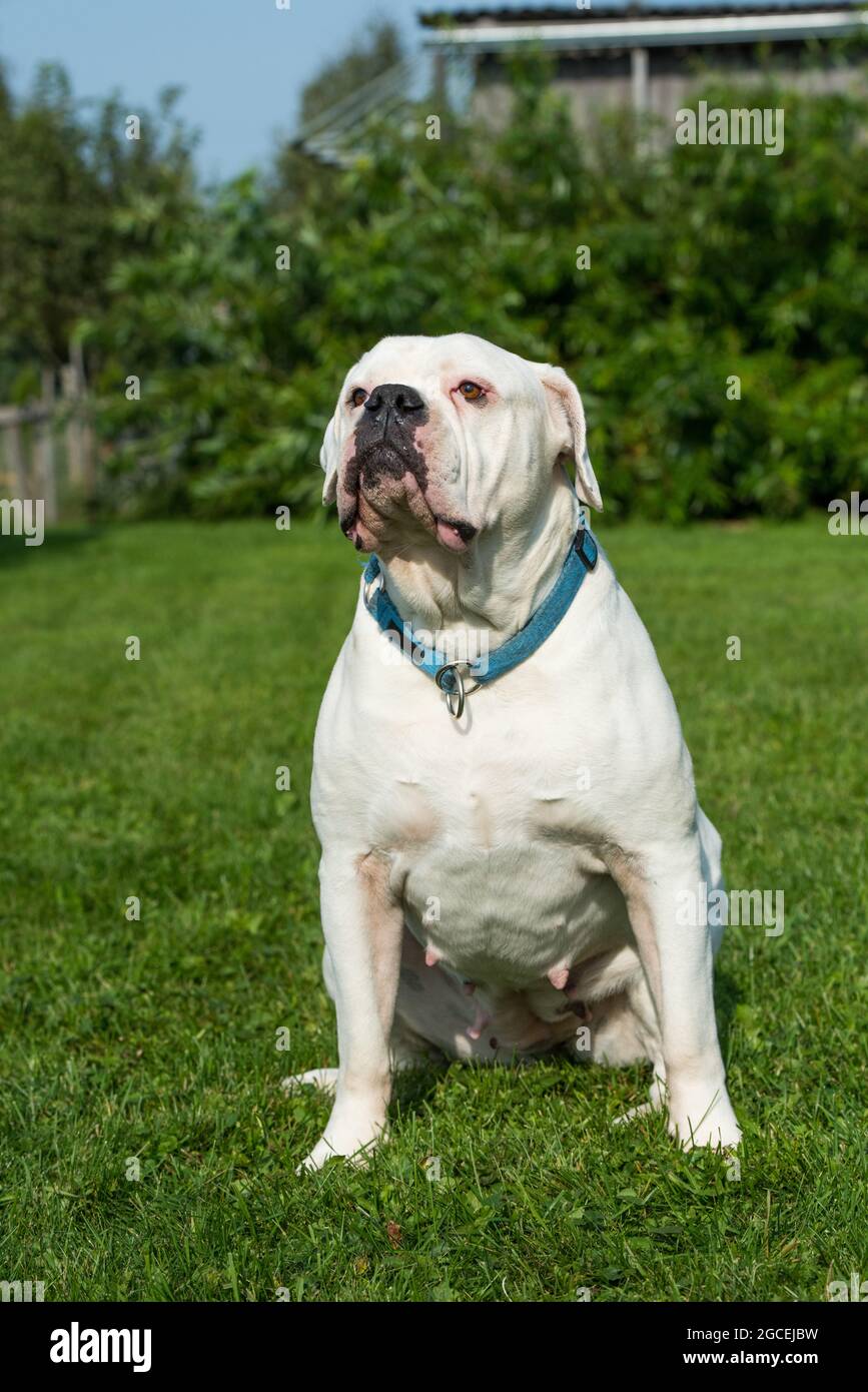 White coat American Bulldog dog guards the house Stock Photo - Alamy