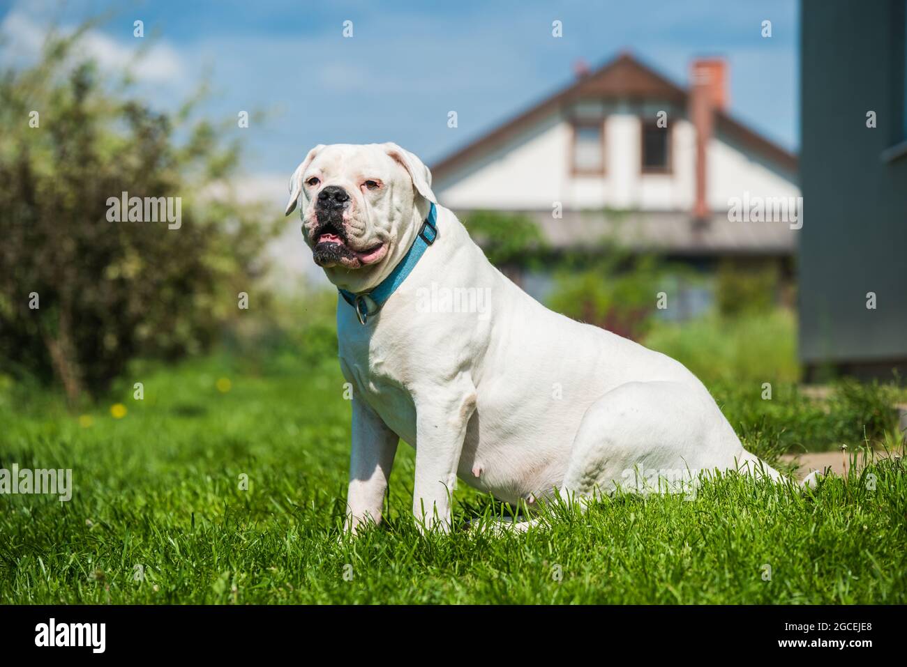 White coat American Bulldog dog guards the house Stock Photo - Alamy
