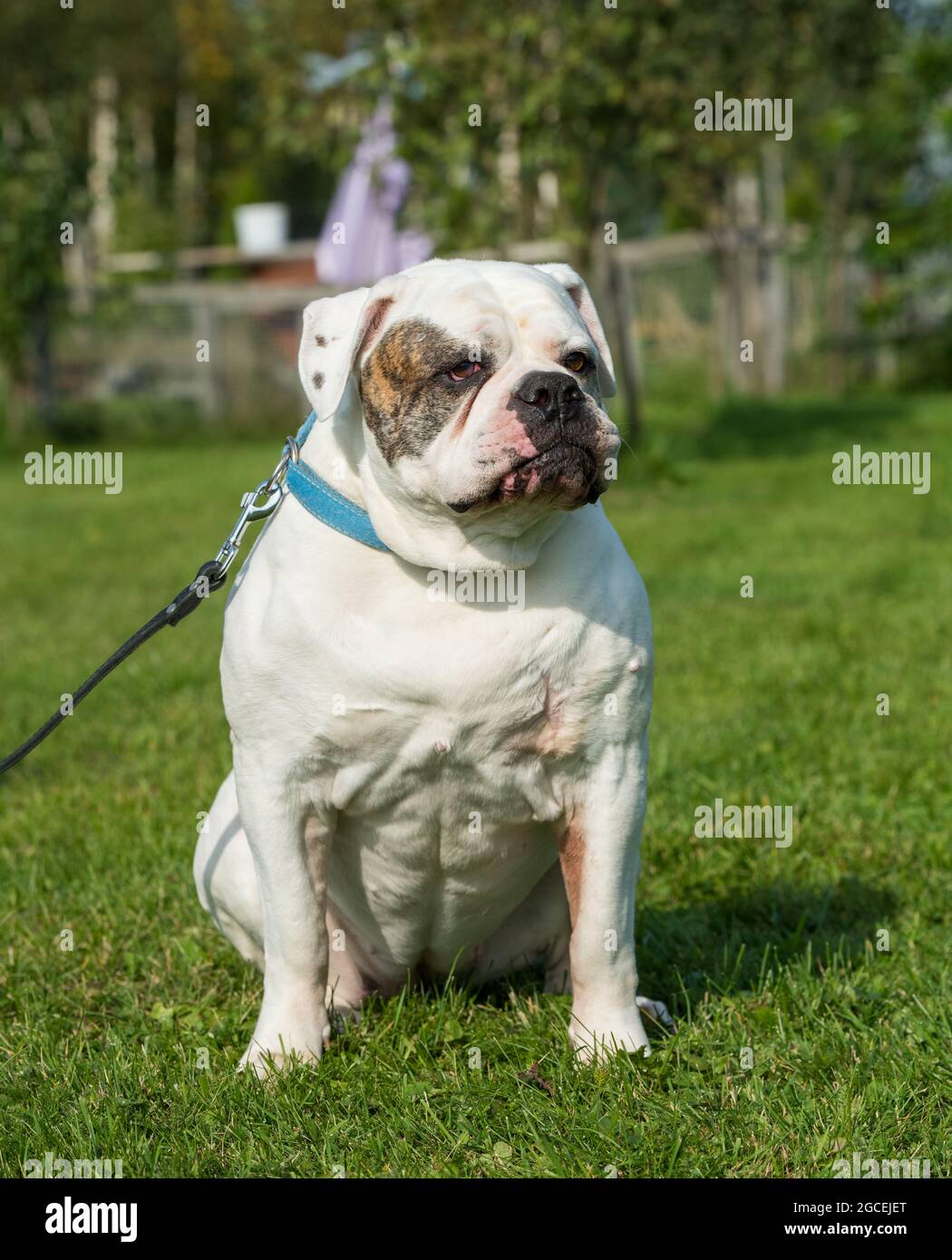 Are Campeiro Bulldog Aggressive