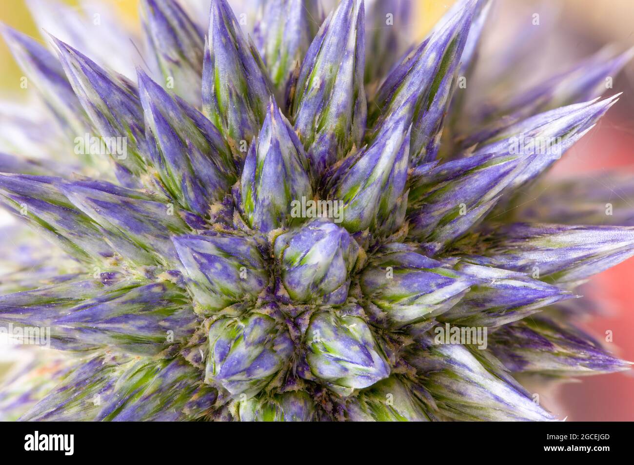 Purple spiky plant hi-res stock photography and images - Alamy