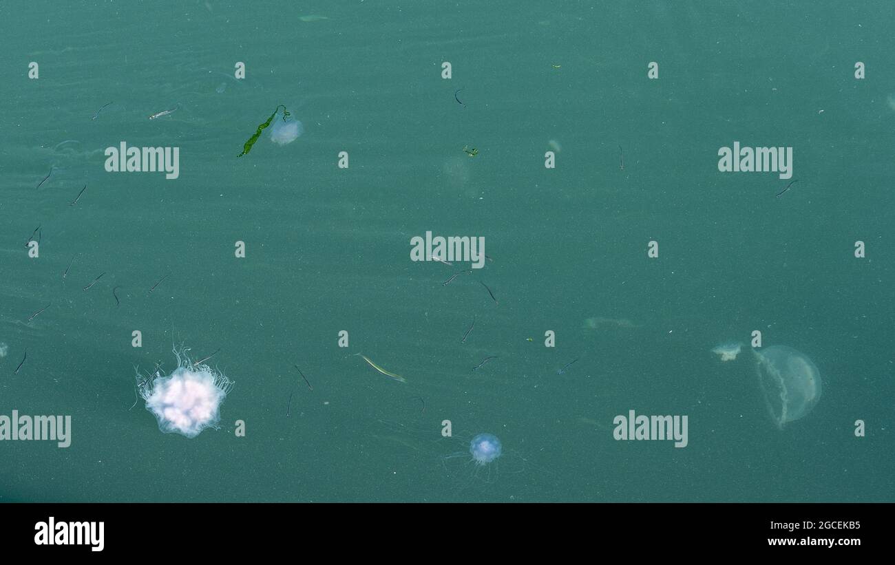 Top view fishes swimming in hi-res stock photography and images - Alamy
