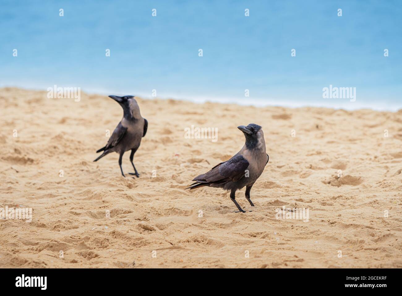Raven looking into water hi-res stock photography and images - Alamy