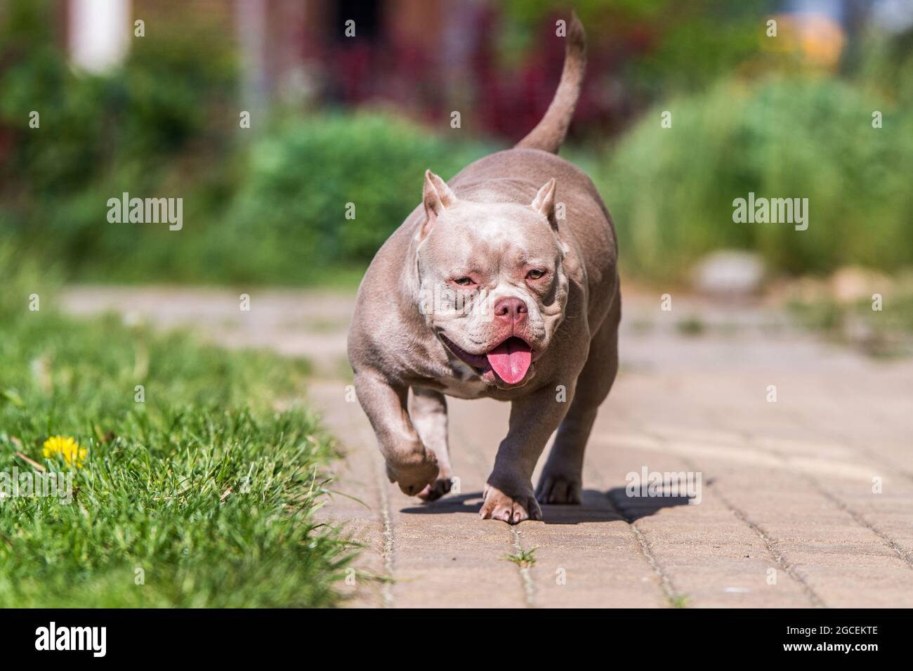 Lilac color American Bully dog guards the house outside Stock Photo - Alamy