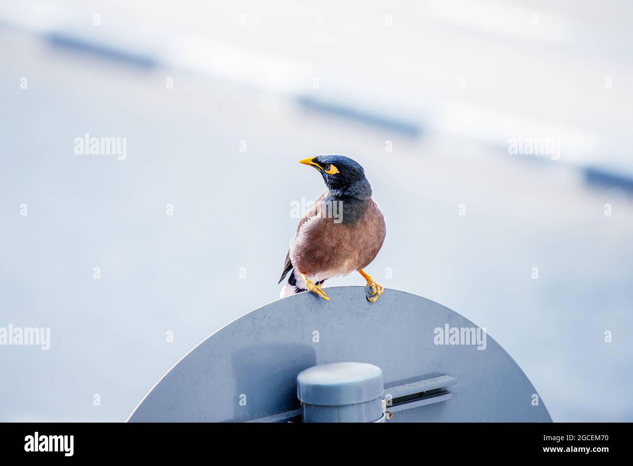 The common Myna is a bird from starlings, which in many countries is ...