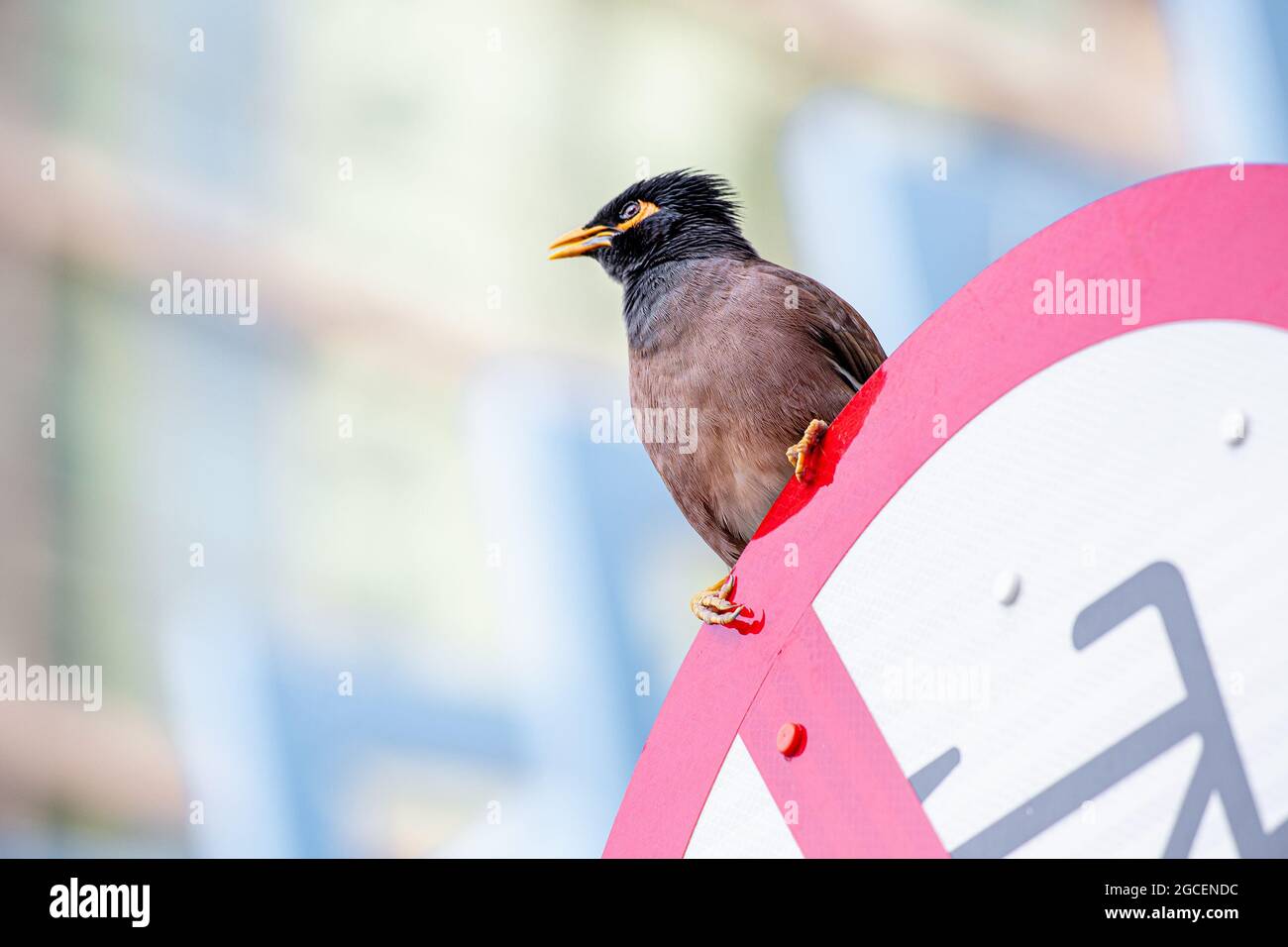 The common Myna is a bird from starlings, which in many countries is ...