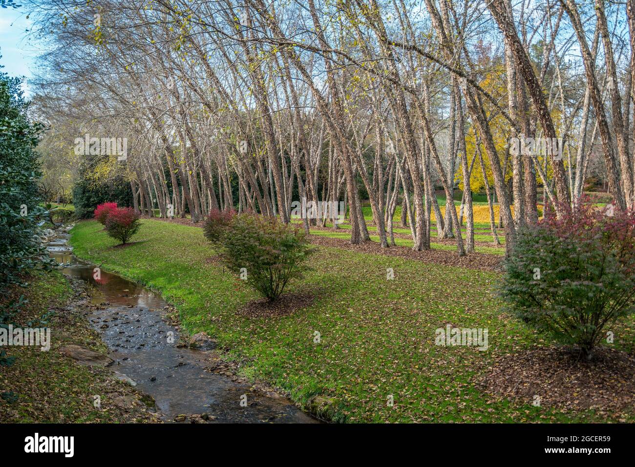 Tall river birch trees in a row over the flowing stream alongside the ...