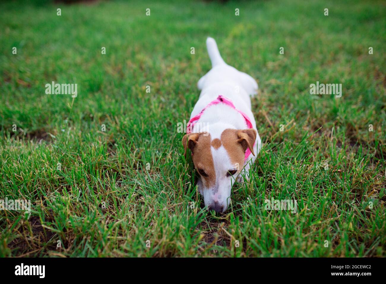 Hunt terrier hi-res stock photography and images - Alamy