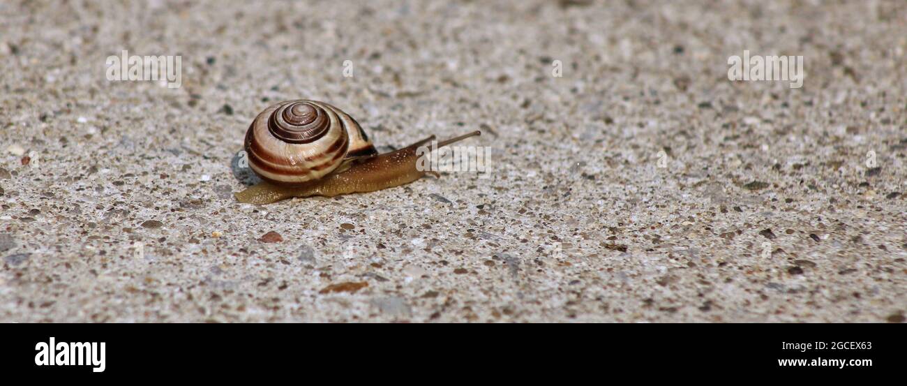 White-lipped Snail on concrete in Ontario Canada Stock Photo - Alamy