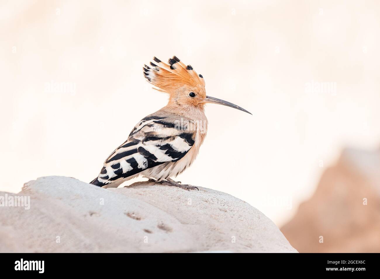 An unusually beautiful hoopoe bird with a long beak and a wonderful ...
