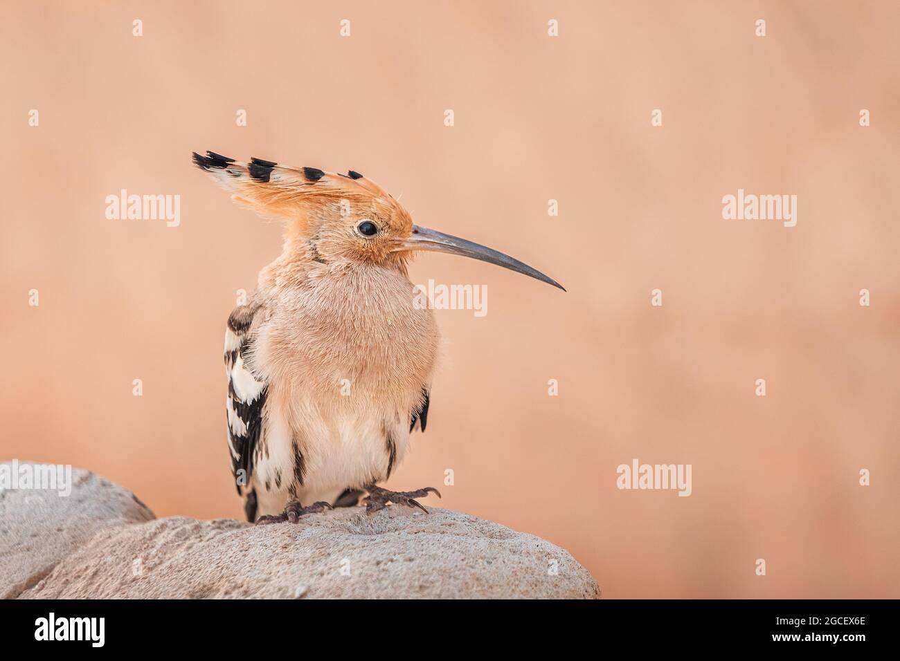 An unusually beautiful hoopoe bird with a long beak and a wonderful ...