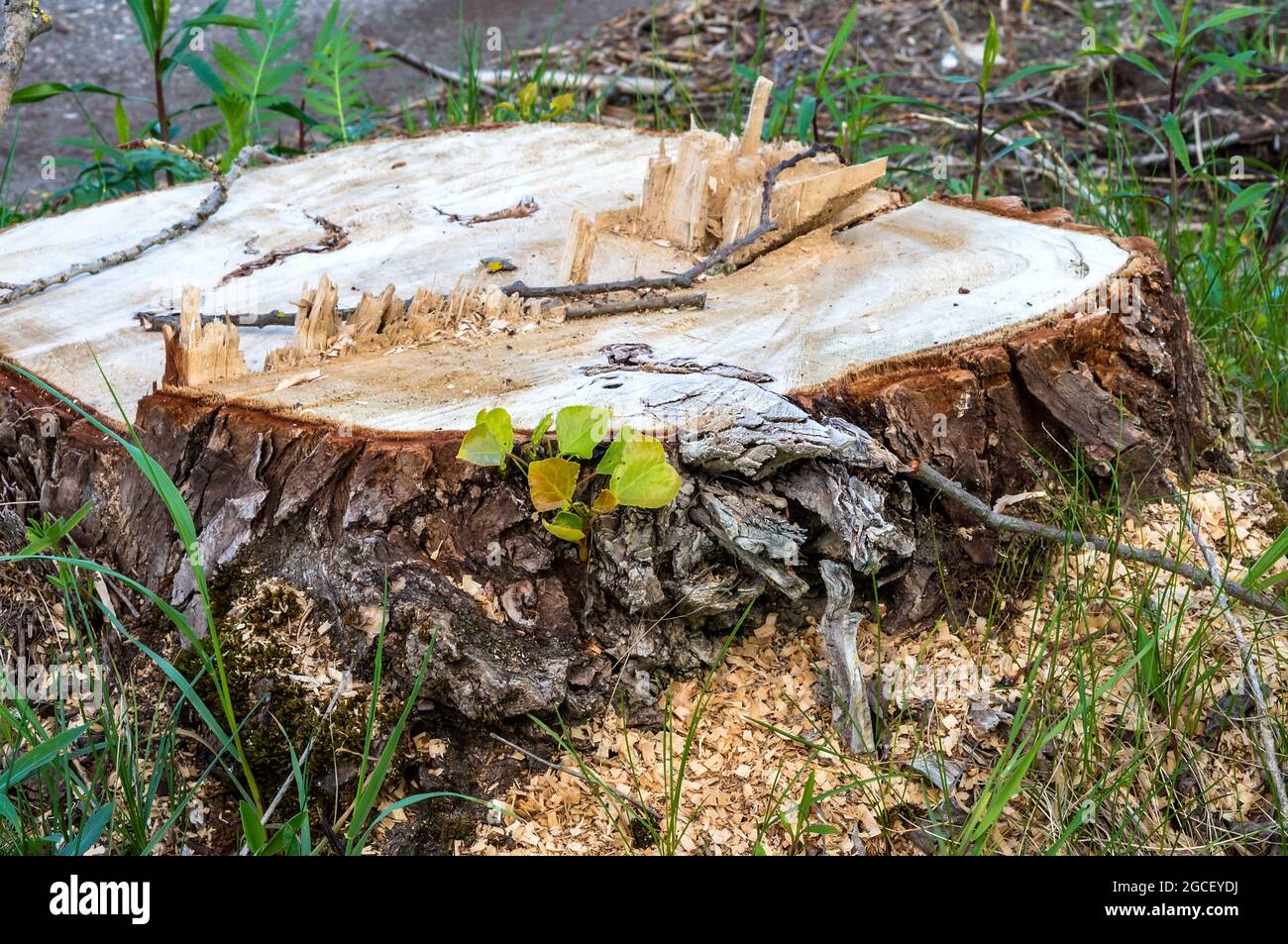 The stump of a felled tree. A young sprout on a felled tree. Cutting ...