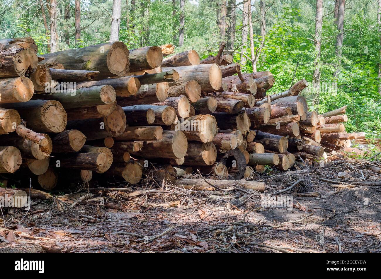 Felling trees. Trunks of felled trees. Cut down trees. Deforestation ...
