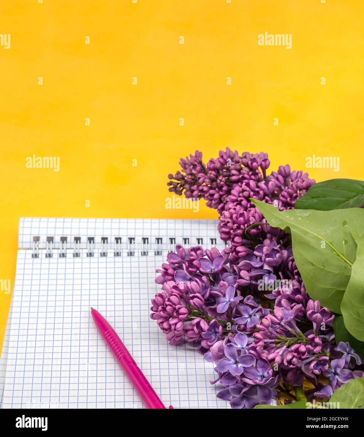 Notebook lilacs on yellow background. Spiral notebook and pen. Notepad ...
