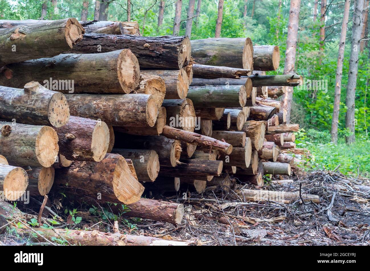 Felling trees. Trunks of felled trees. Cut down trees. Deforestation ...