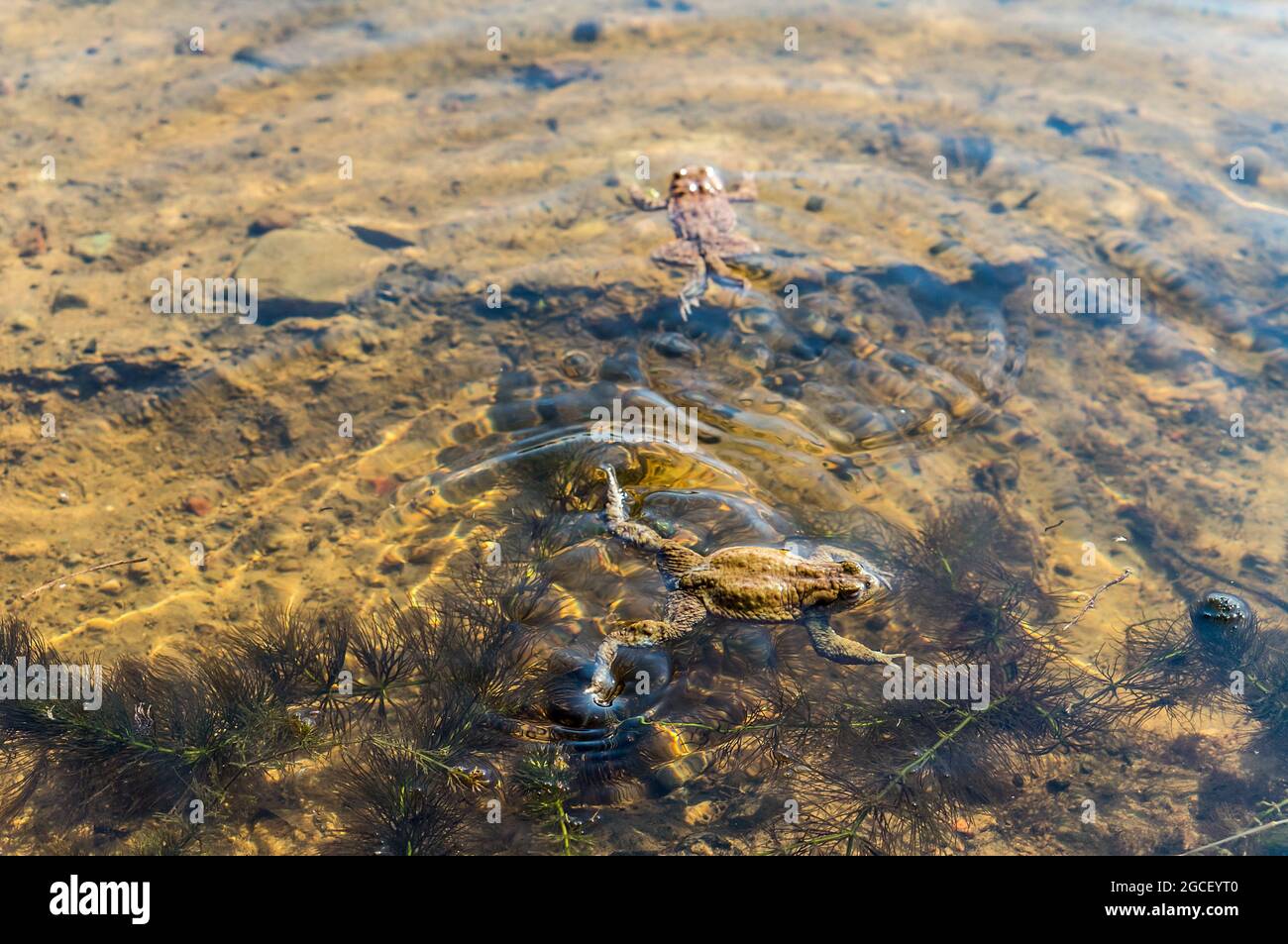 Toad floats in the pond. A frog in the water. A pond with amphibians ...