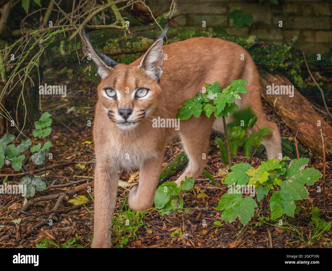 A male Caracal (Caracal caracal) is a medium-sized wild cat native to ...