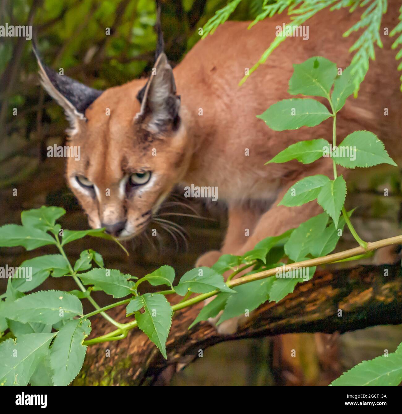 Caracal (Caracal caracal), African lynx, in tree vegetation. Beautiful ...