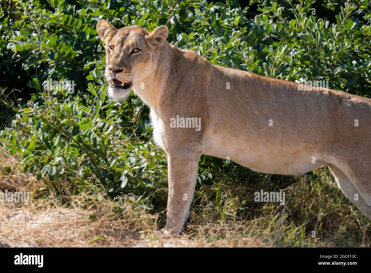 Zambia, South Luangwa. African lioness (WILD: Panthera leo Stock Photo ...