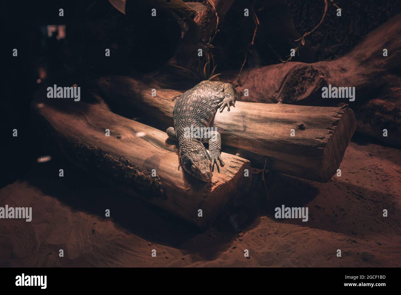 A large cold-blooded lizard basks in the light of a lamp and sleeps in ...