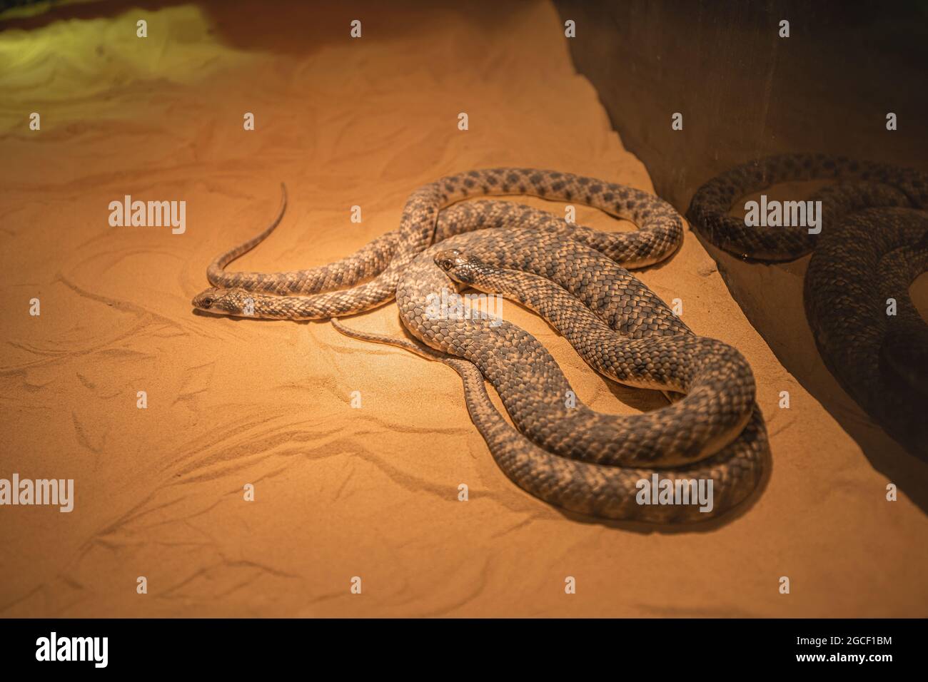 Jafar Once Upon A Time Snake