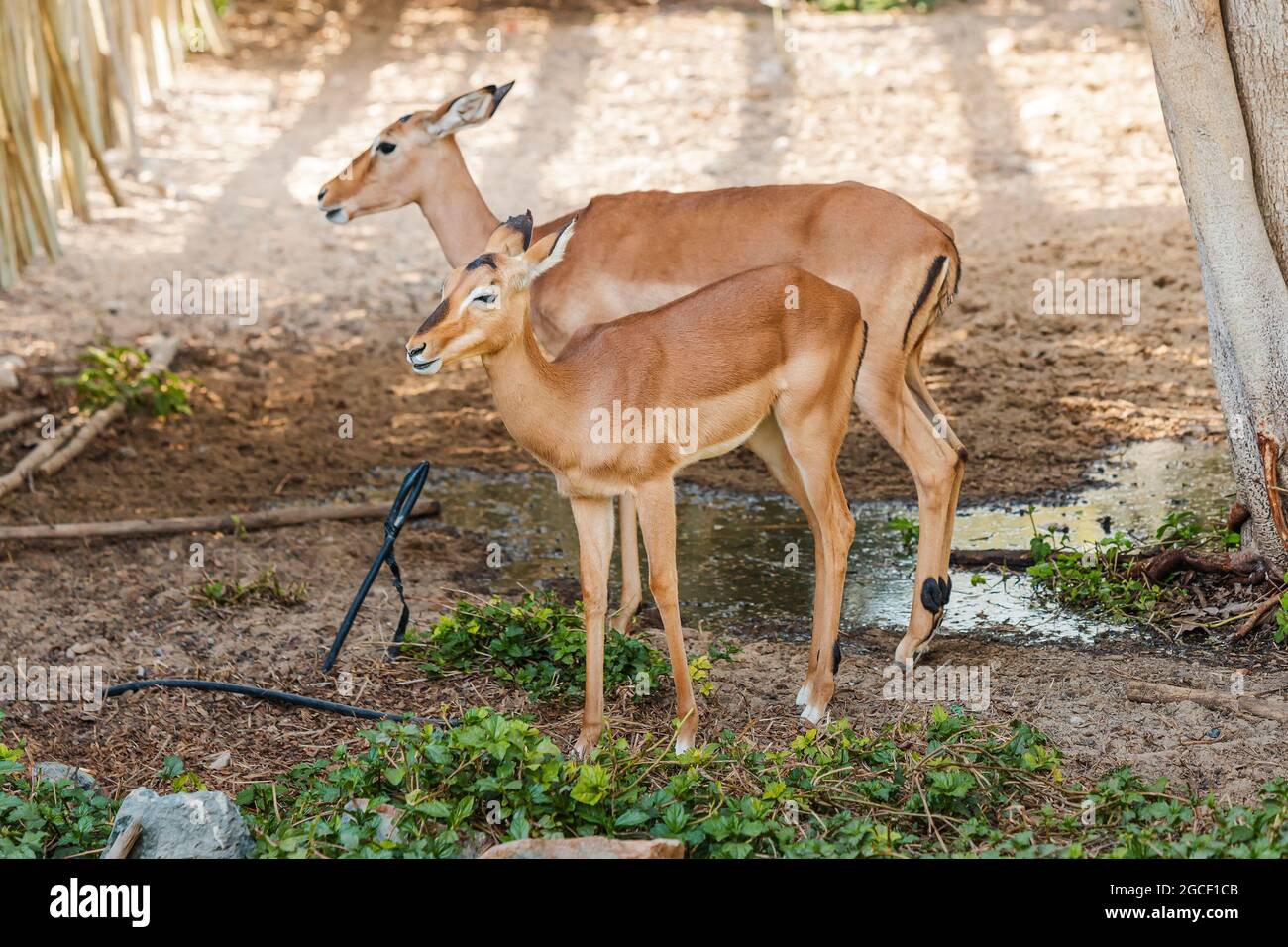 Two impala antelopes at the zoo near a water source Stock Photo - Alamy