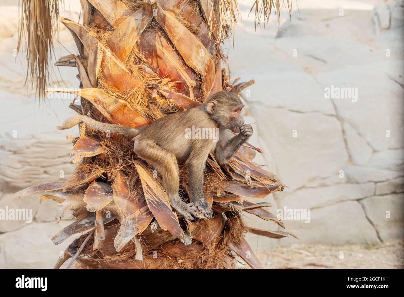 Baboon kid sitting on a palm tree and eating Stock Photo - Alamy