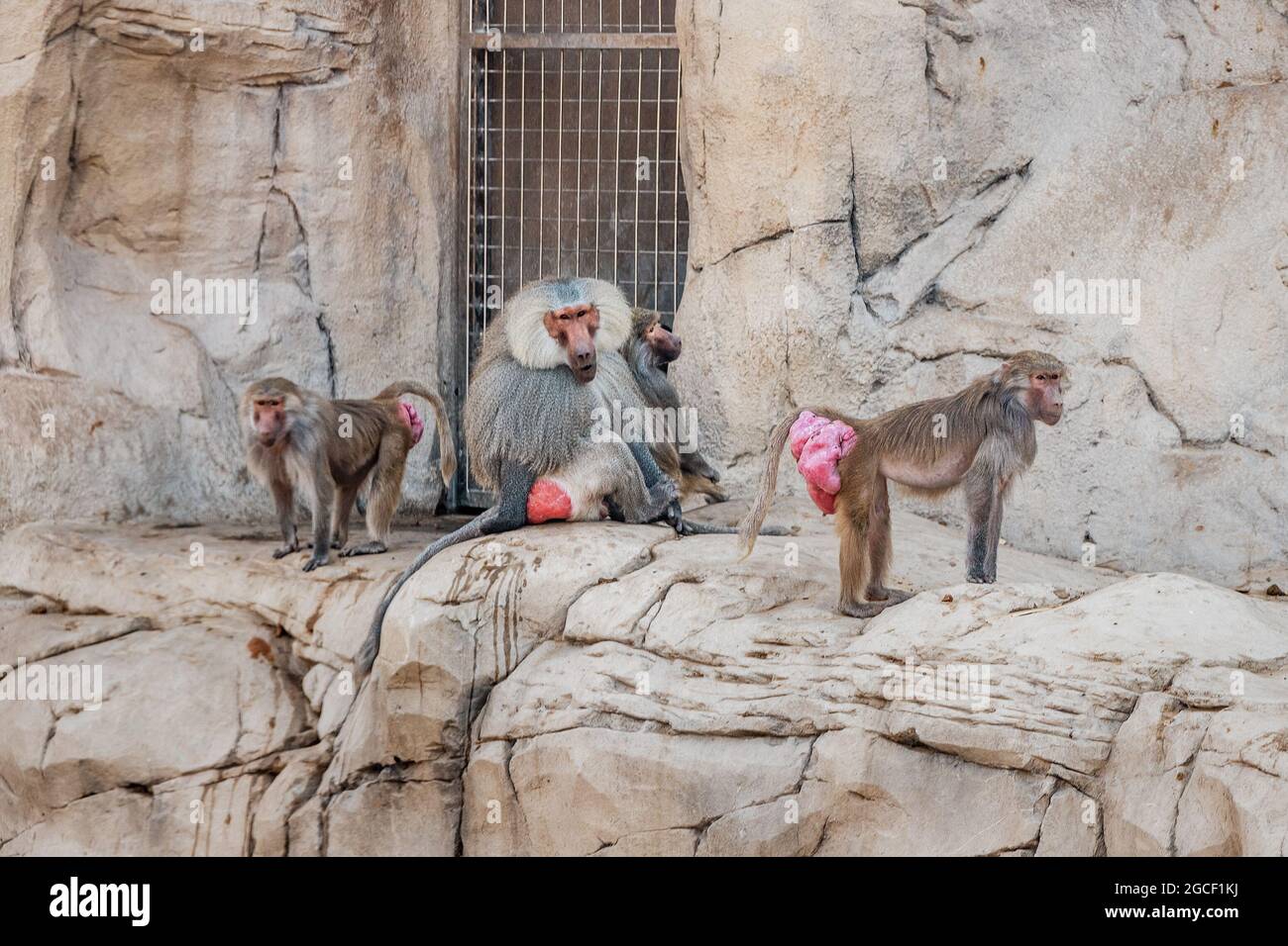 Baboon buttocks hi-res stock photography and images - Alamy