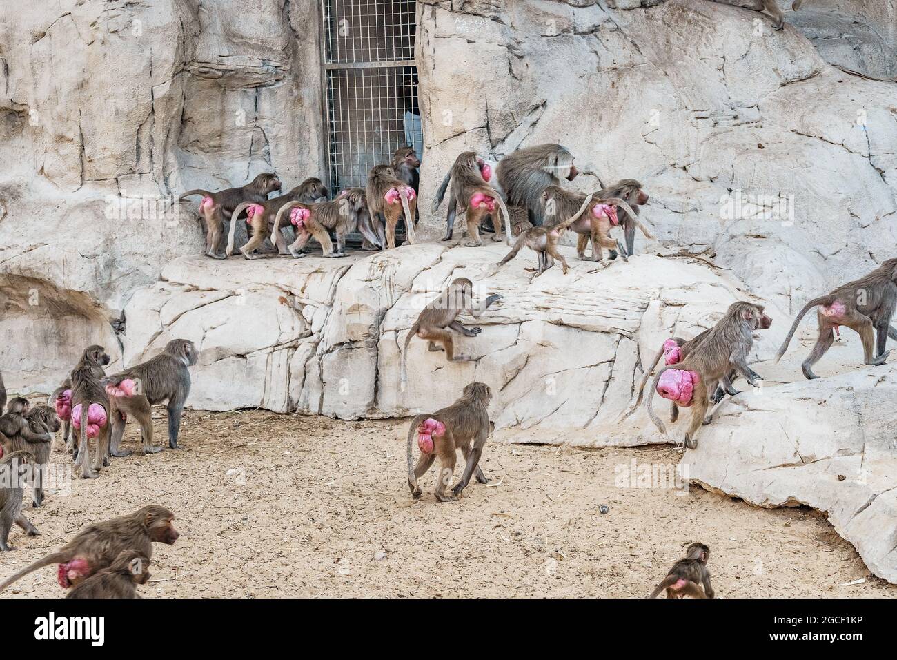 Baboon buttocks hi-res stock photography and images - Alamy